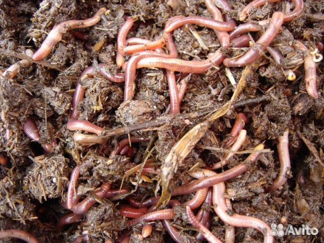Червь старатель для малого бизнеса на даче