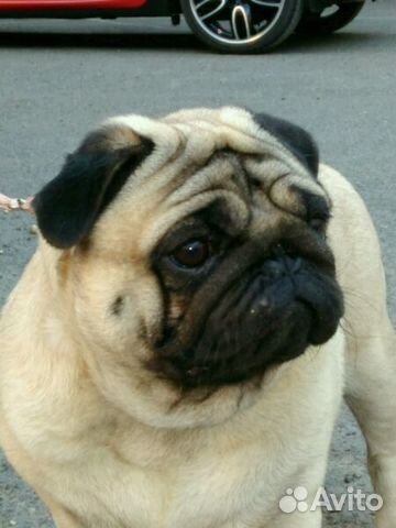 Мопс кобель