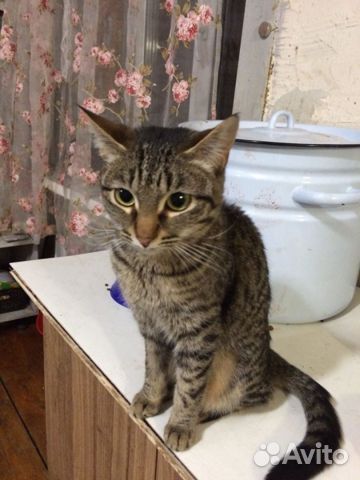 Кошка Алиса в добрые руки (стерилизованная)
