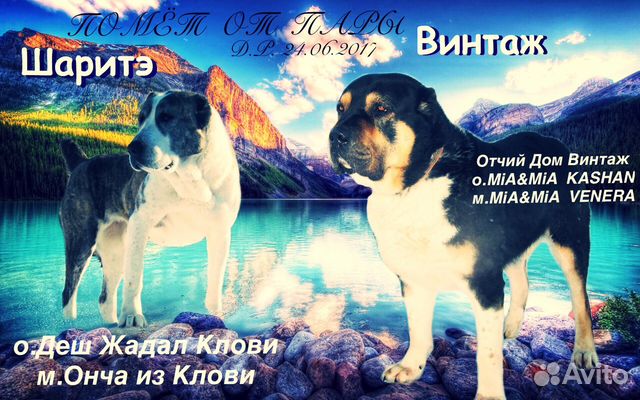 Продам сао щенки 19 месяцев (алабай, азиат )