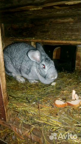 Кролики мясных пород