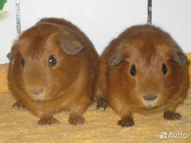 Золотые Селфы - морские свинки