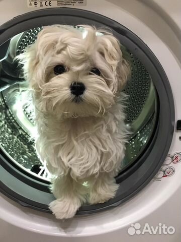 Белое облачко