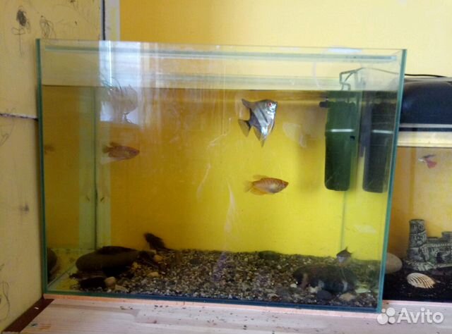 Аквариум с рыбками
