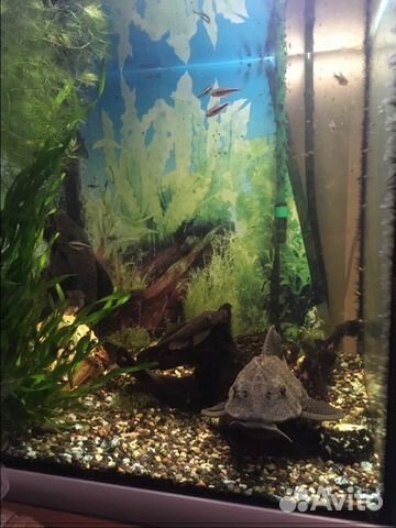 Аквариум фирмы акваатлантис