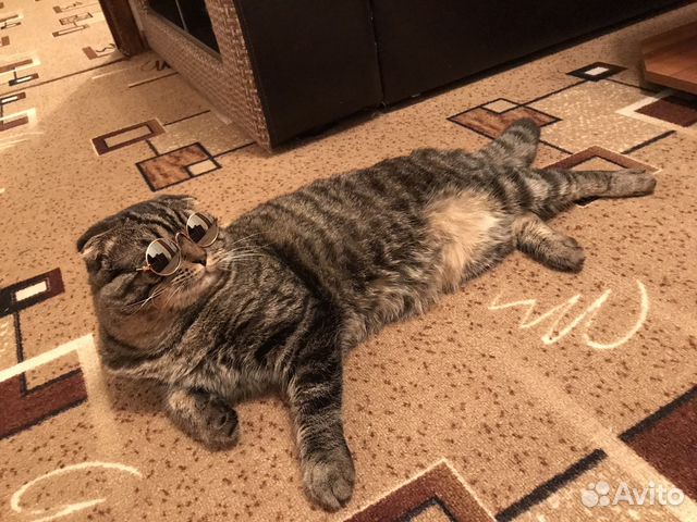 Котик ждёт кошечку