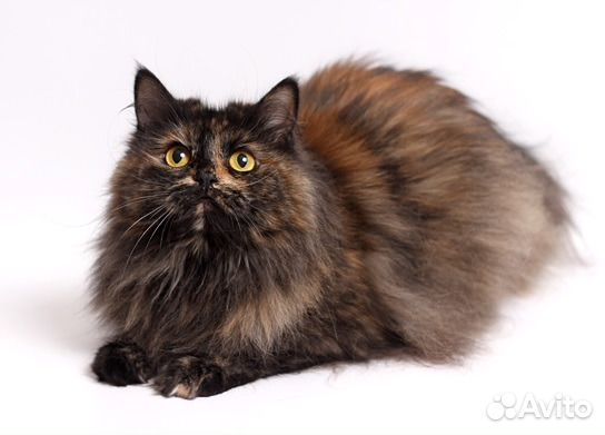 Шикарная черепаховая кошечка Шуша в дар