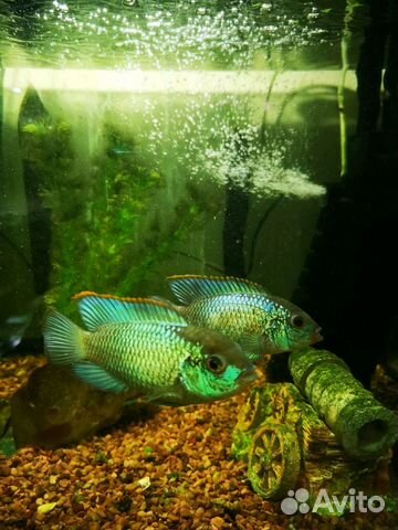 Аквариумая рыба-акара неоновая, пара