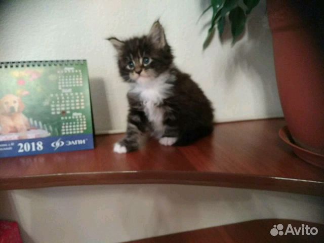 Ваши любимые мейнкунчики