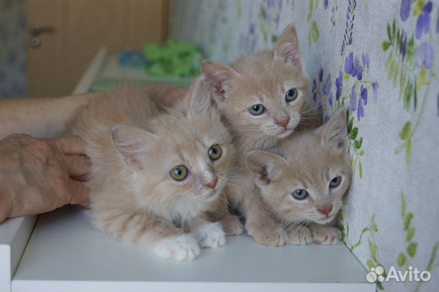 Четыре нежно-рыжих котенка 1 месяц бесплатно