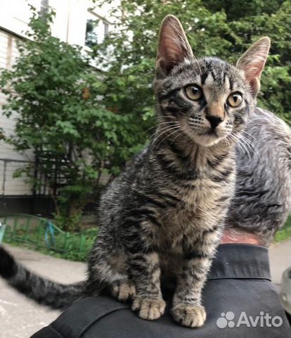 Крутой, плюшевый котенок мальчик Малыш