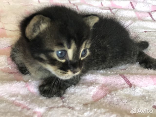 Котята