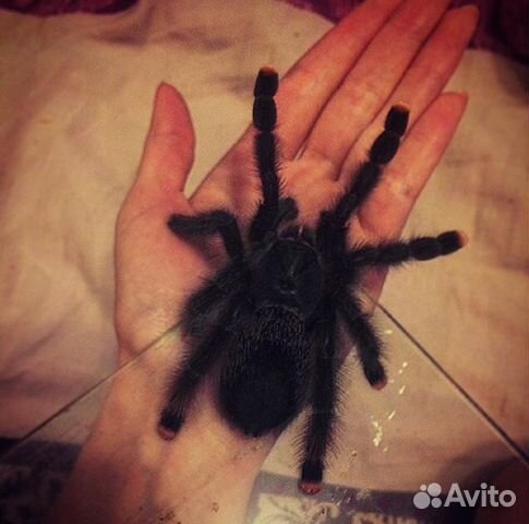 Паук авикулярия