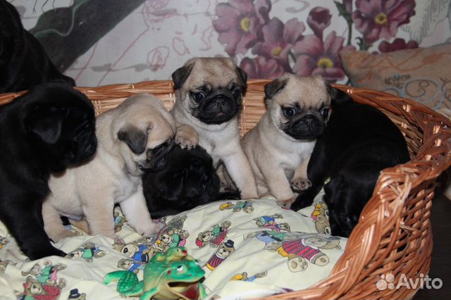 Мопсяшки очаровашки