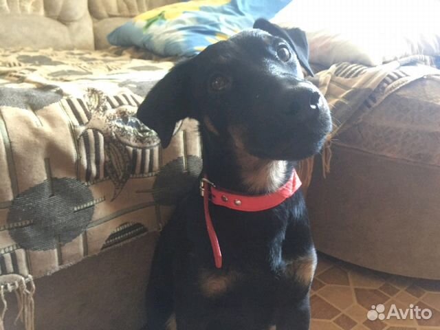 Пропал ягдтерьер