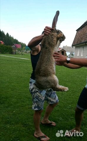 Кролик. бельгийский гигант. Фландер