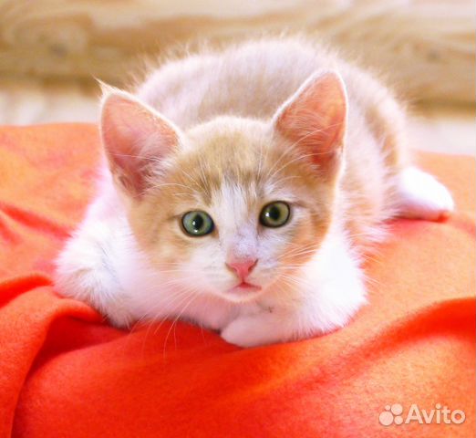 Ласковые няшечки котята с красивыми моськами)