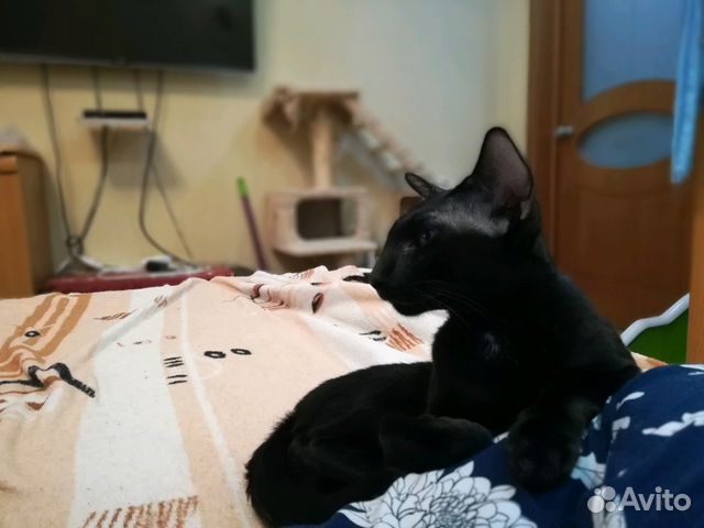 Чёрный молодой ориентал