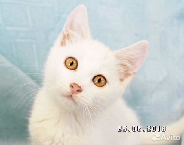 Белый котик