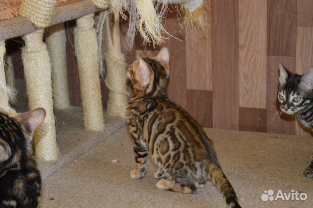 Девочка-шоколадка