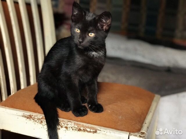 Чёрный котёнок Патрик