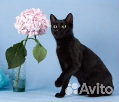 Роскошная черная кошечка Матильда ищет дом