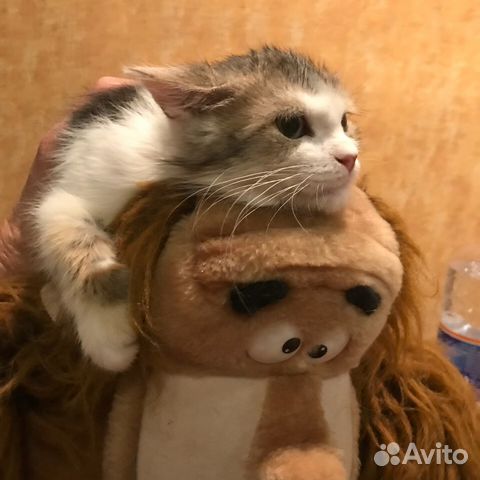 Большие глазки ждут добрые ручки
