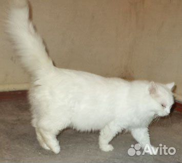 Шикарный метис ангоры ищет новый дом