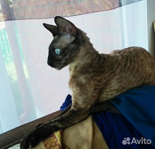 Корниш рекс