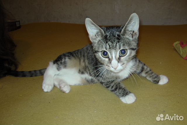 Хорошенький котенок