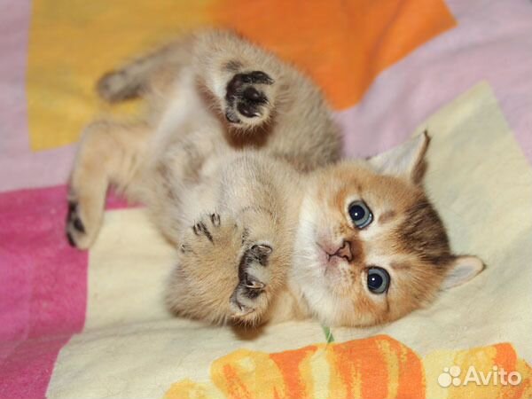 Мишутка - золотой тикированный малыш