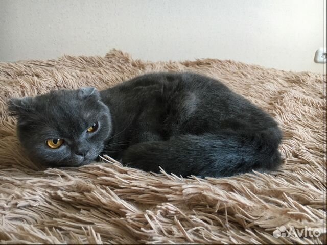 Веслоухий британец - 4 года