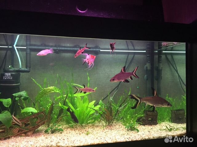 Акулий балу