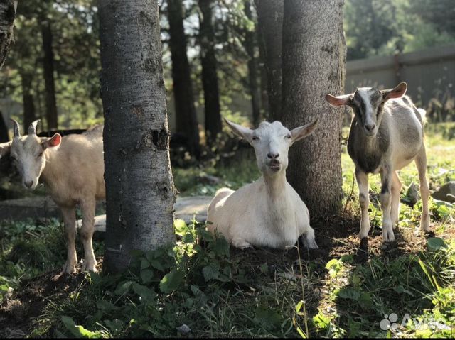 Козлята, коза