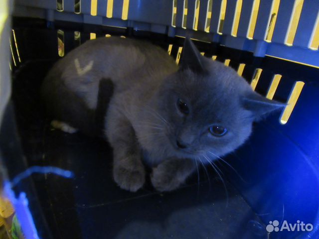 Ищу ответственных хозяев котику с Перспективного