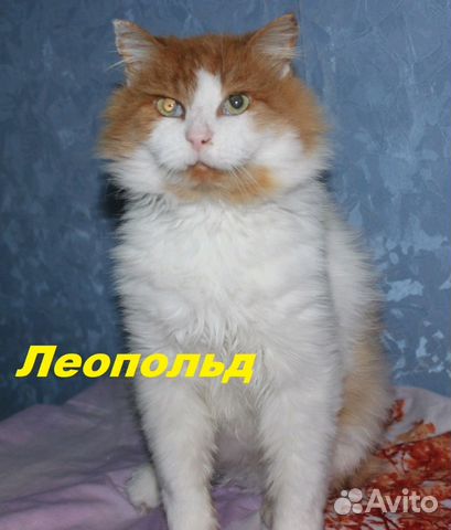 Солнечный Лео в добрый дом