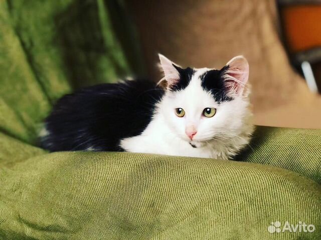 Сестрички - невелички ждут Вас