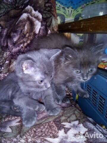 Котята полупородистые