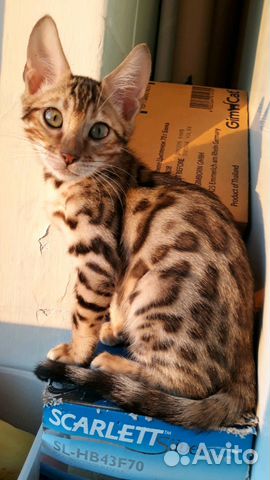 Бенгальские котята