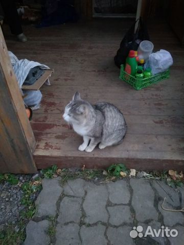 Приблудилась кошечка
