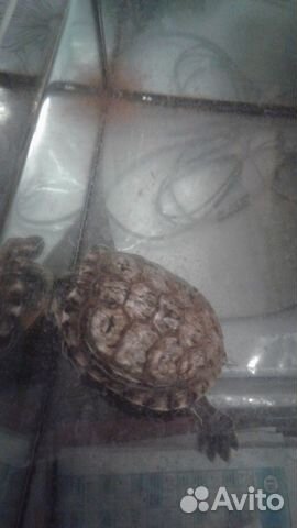 Продам черепаху красноухую
