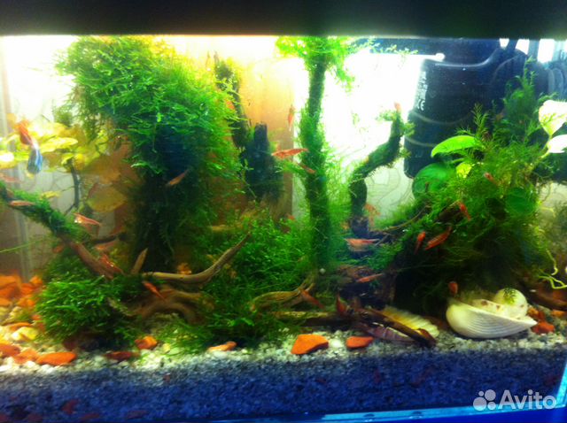 Мох на коряге