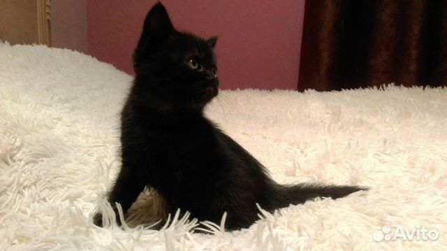 Котята на радость вам и вашим близким