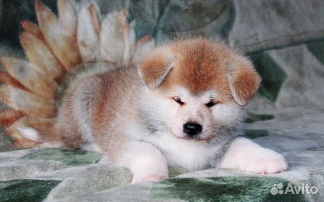 Кобель Акита