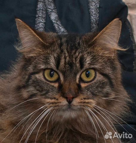 Кошка Тигра