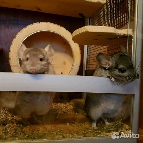 Шиншиллята)