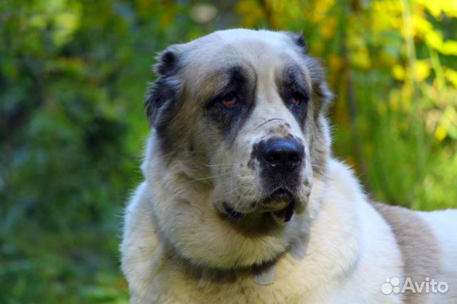 Роскошная алабайка в Дар