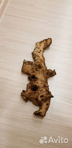 Коряга Мопани