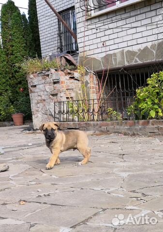 Отдам щенка мама канекорсо