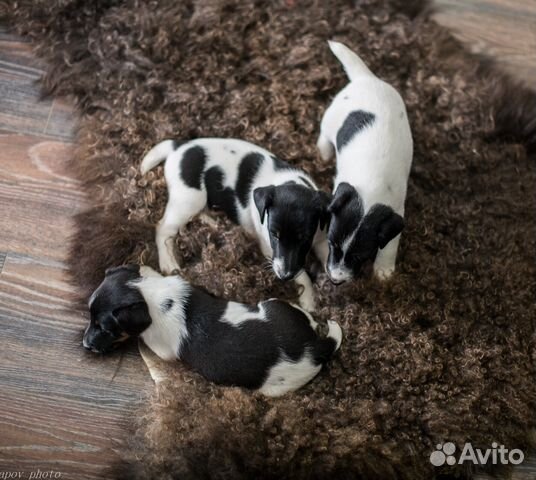 Фокстерьер